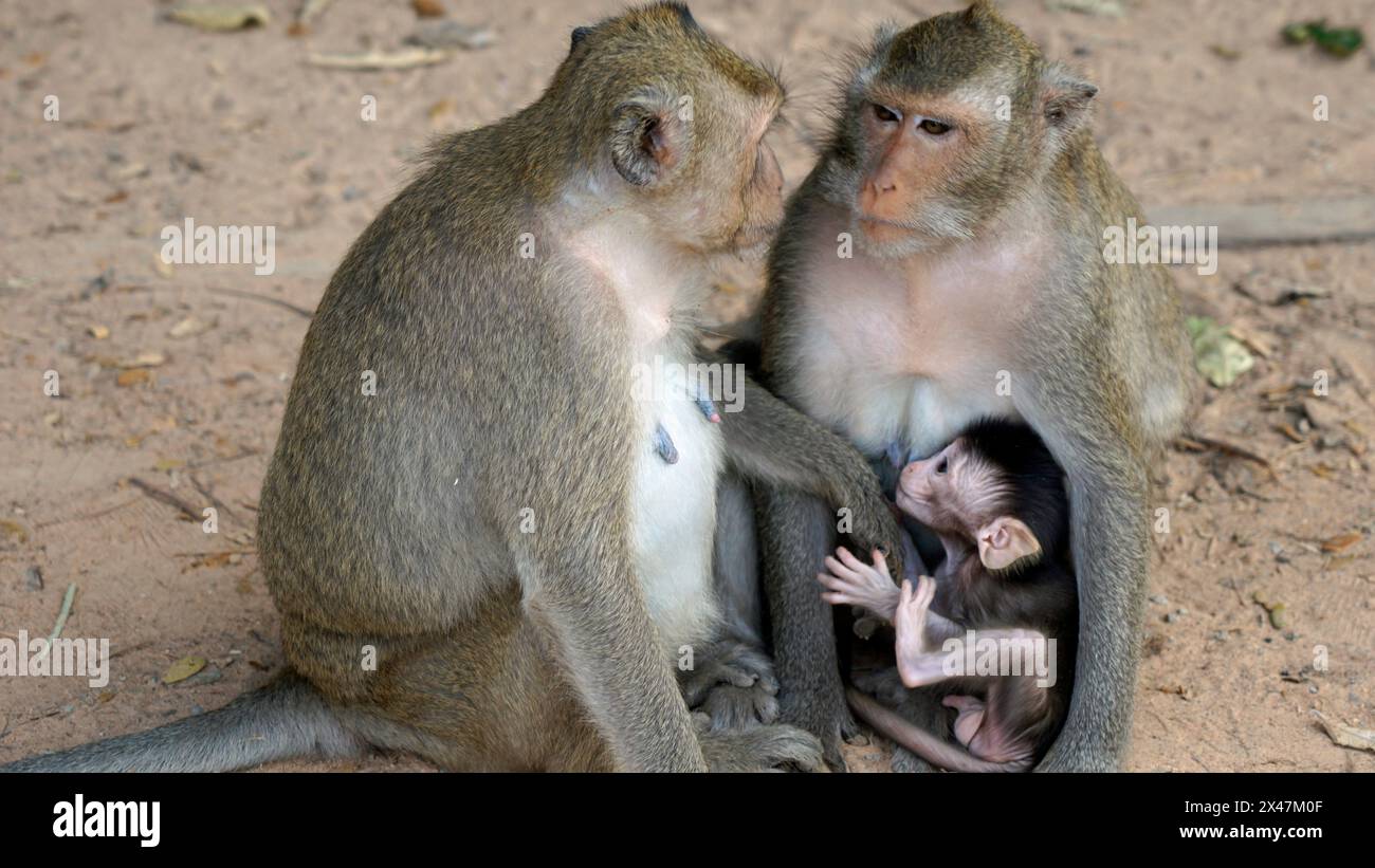 wild living monkeys with baby at angor wat temple Stock Photo - Alamy