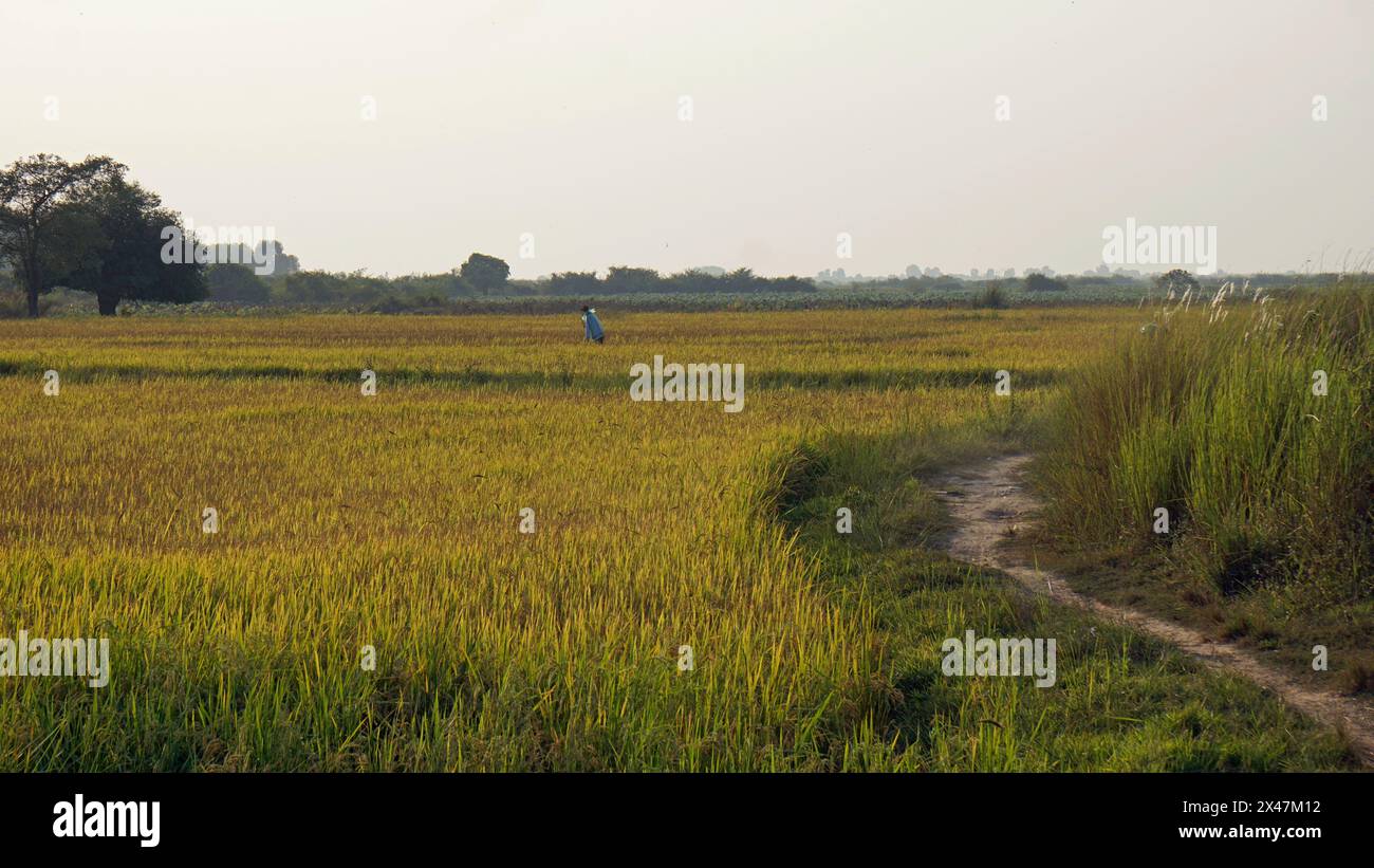 rice field in siem reap in cambodia Stock Photo - Alamy