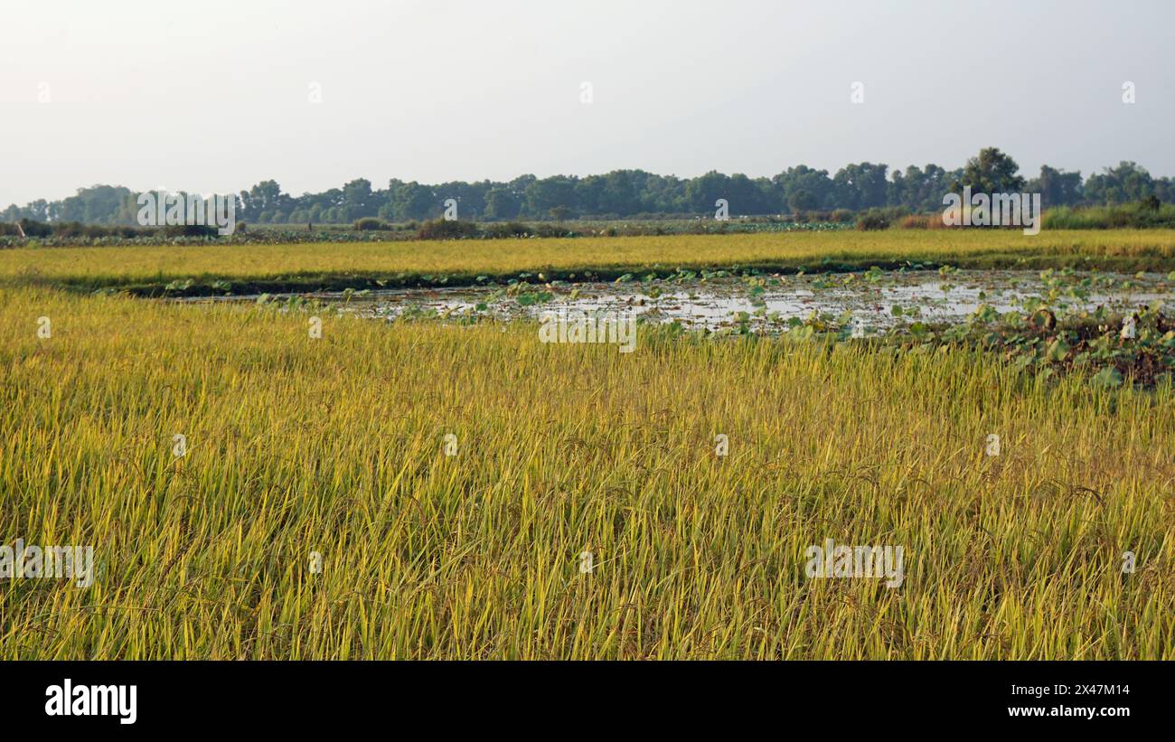 rice field in siem reap in cambodia Stock Photo - Alamy
