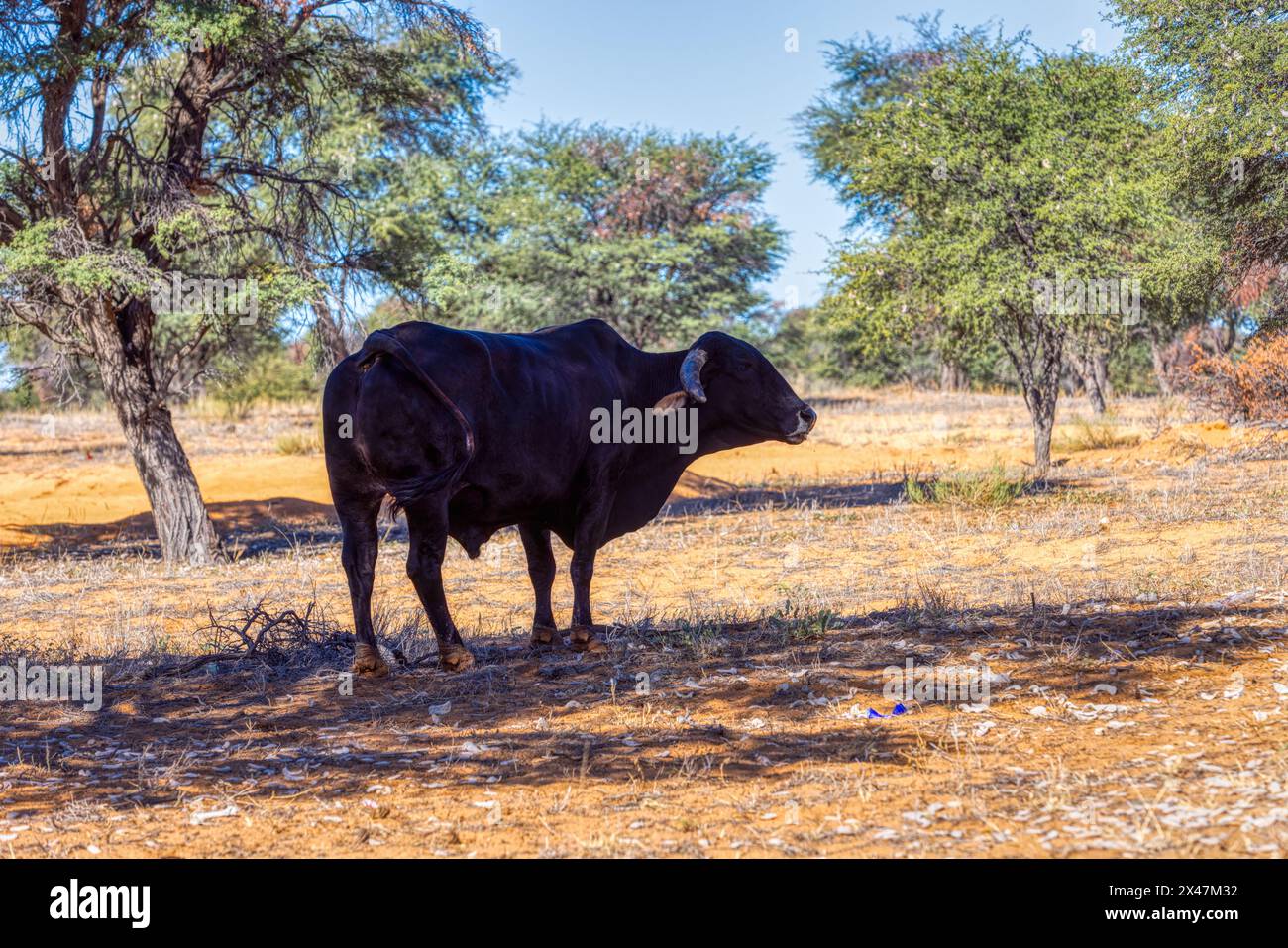 brahman black bull grazing on the pasture, african farm, acacia trees ...