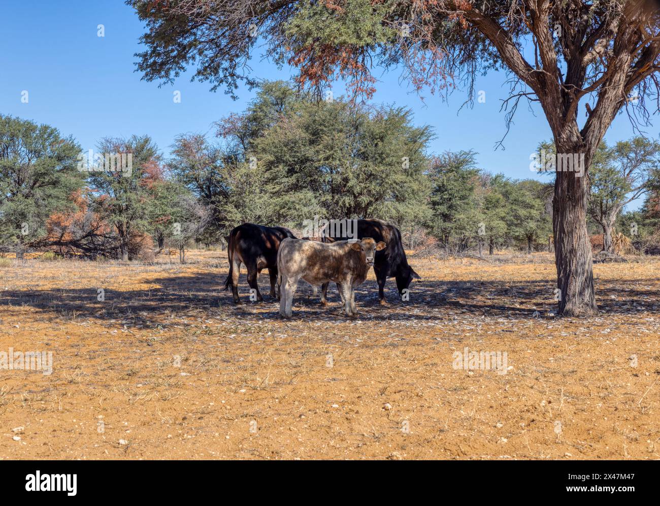 african cattle and calf grazing on the pasture, african farm, acacia ...