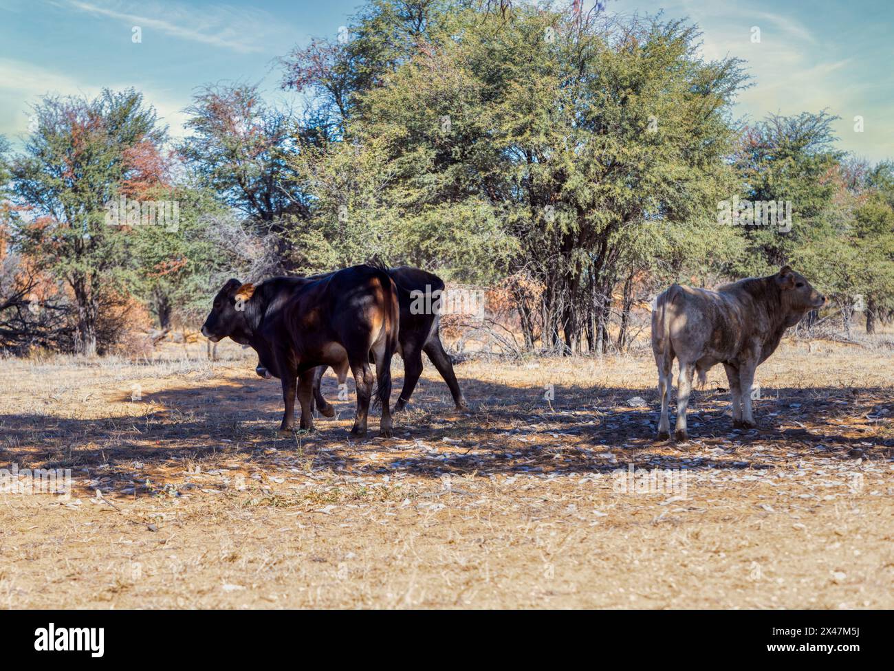 african cattle and calf grazing on the pasture, african farm, acacia ...