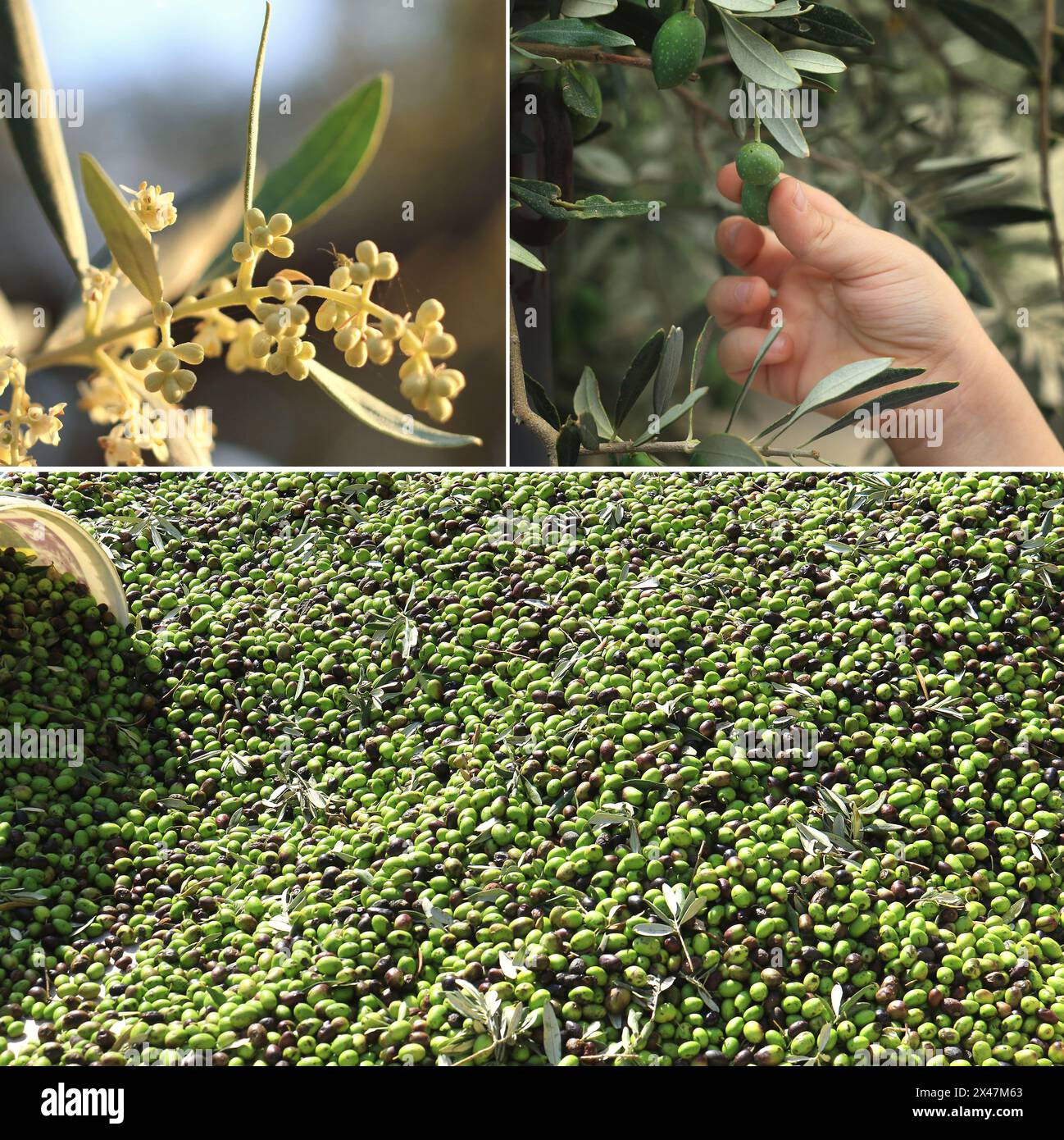 A collage of various stages of the olive crop Stock Photo - Alamy