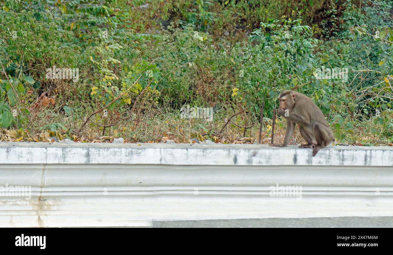 wild living monkeys at batcave cave phnom sampeau near battambang Stock ...