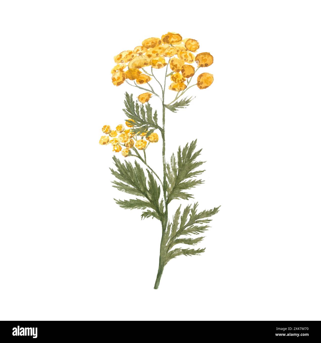 Blue tansy wild herb with yellow flowers isolated on white. Hand ...