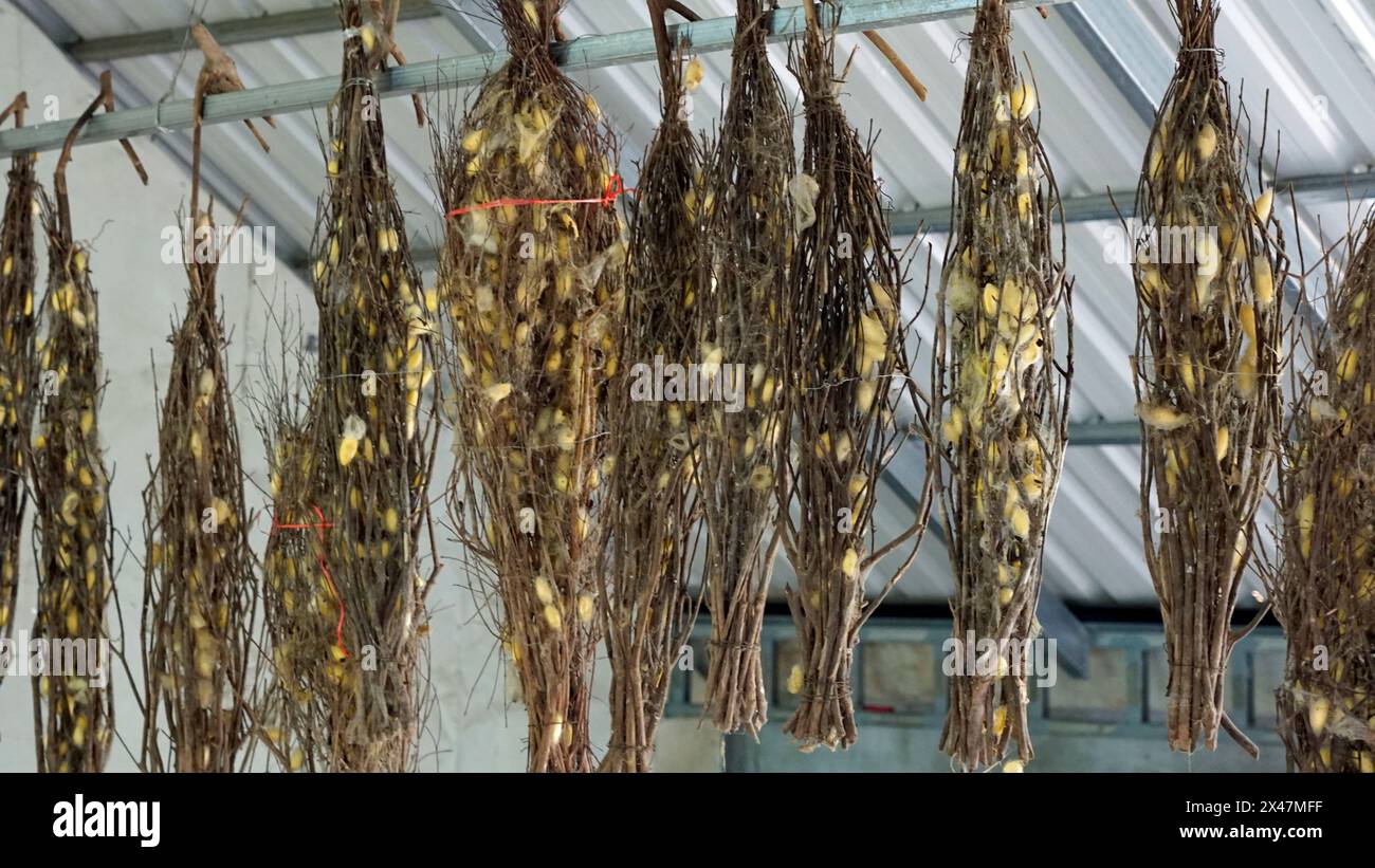 silk manufacture on silk island in phnom penh Stock Photo - Alamy