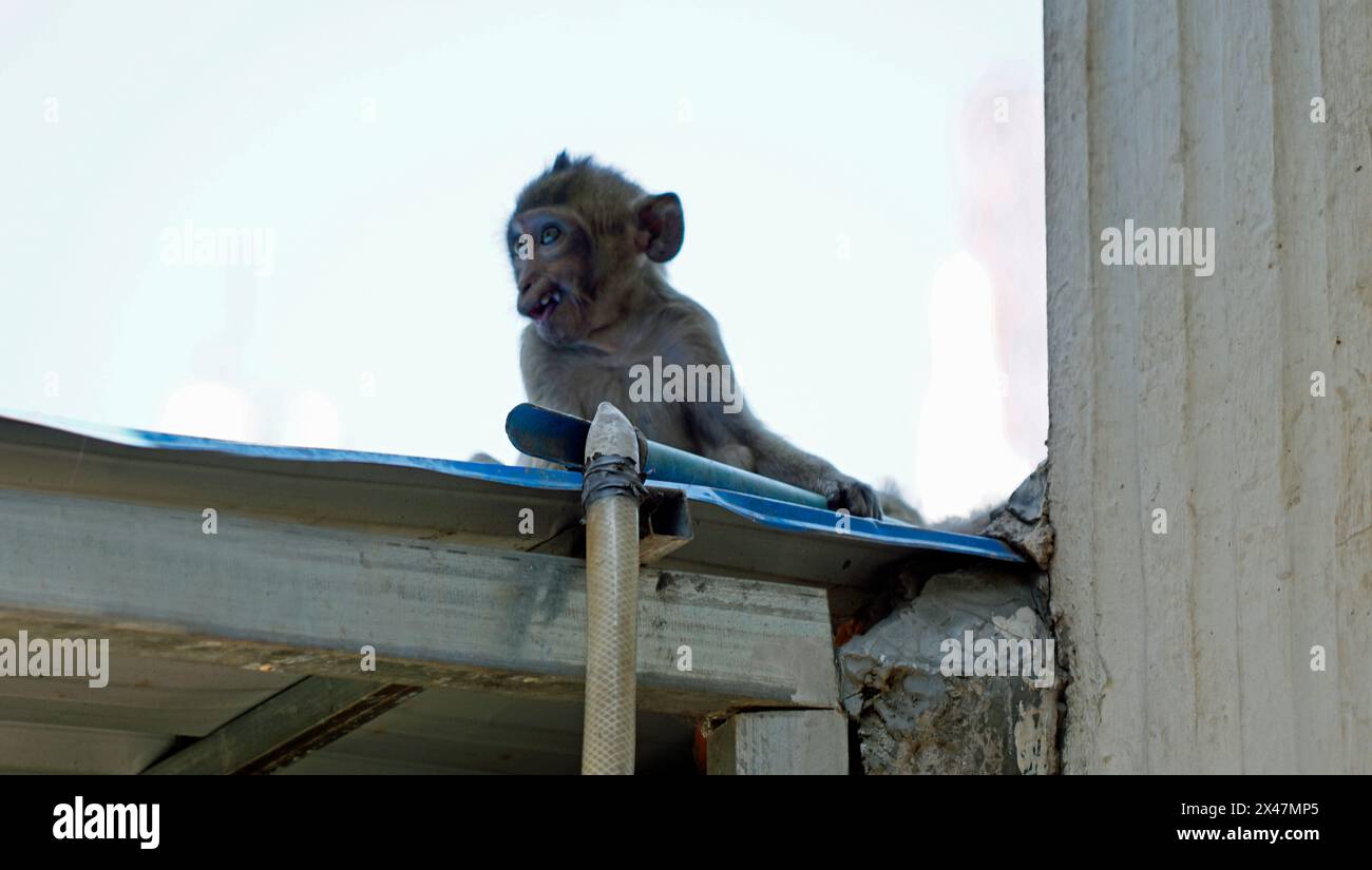 wild living monkeys in downtown phnom penh in cambodia Stock Photo - Alamy