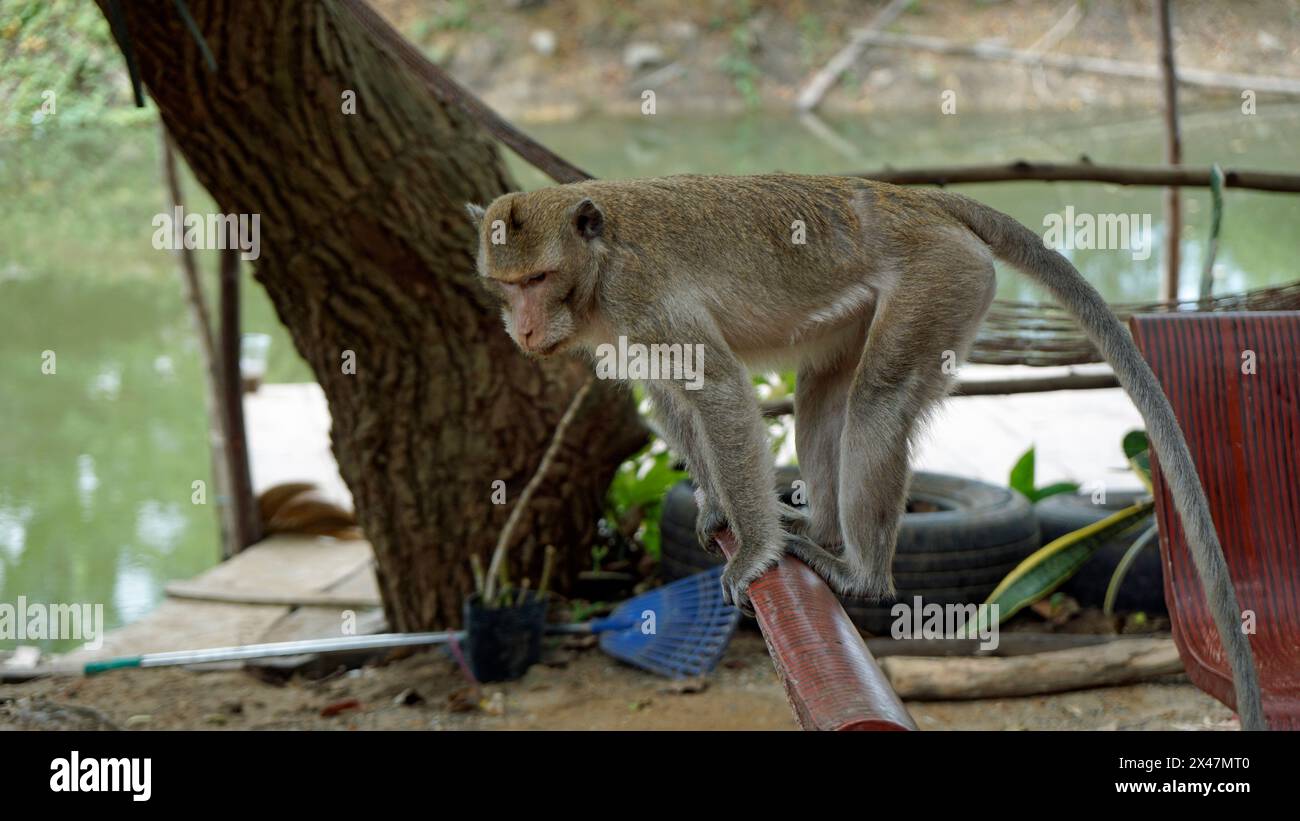 wild living monkeys in cambodian town kampot Stock Photo - Alamy