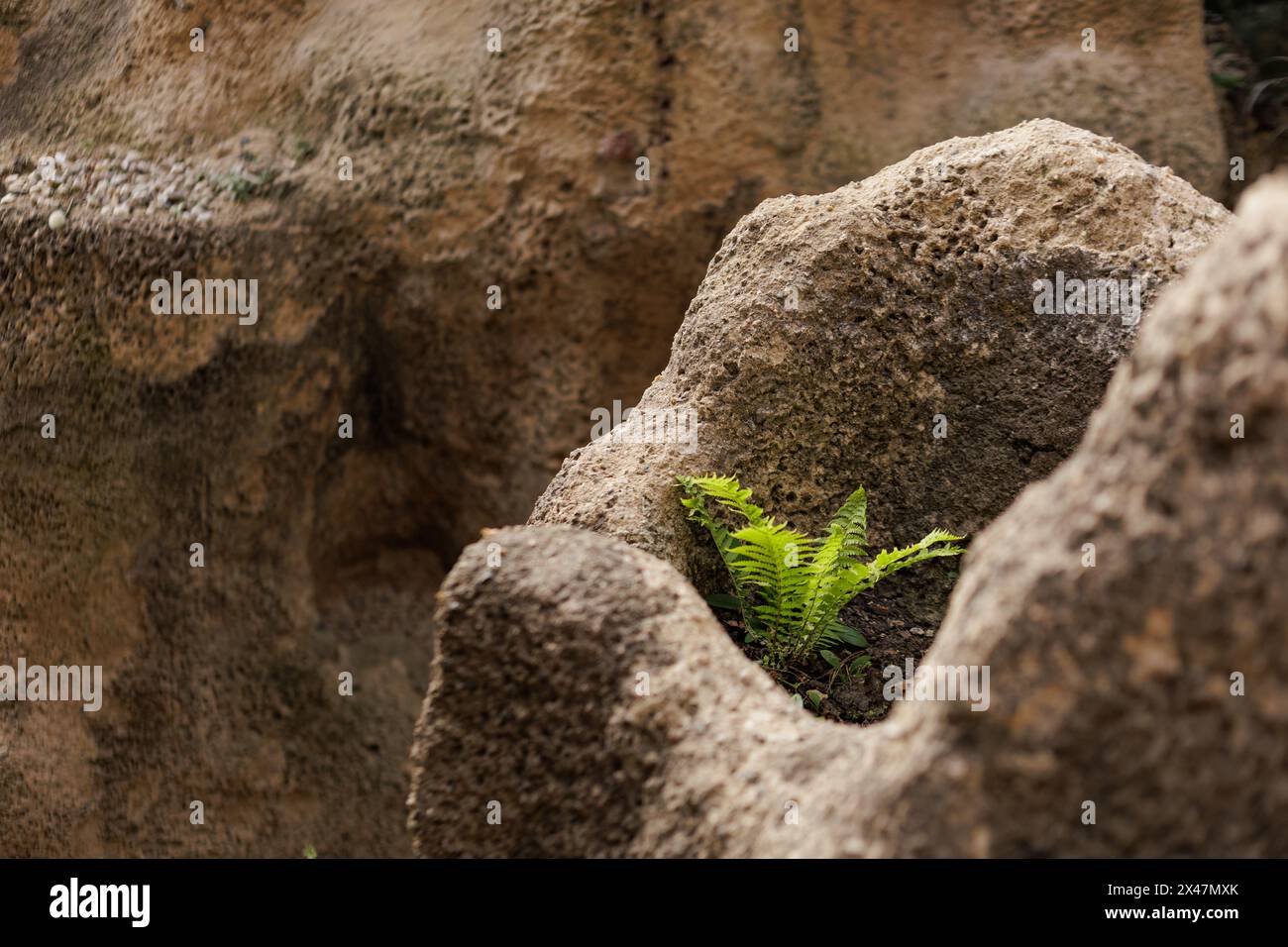 Plant growing in rock Stock Photo - Alamy