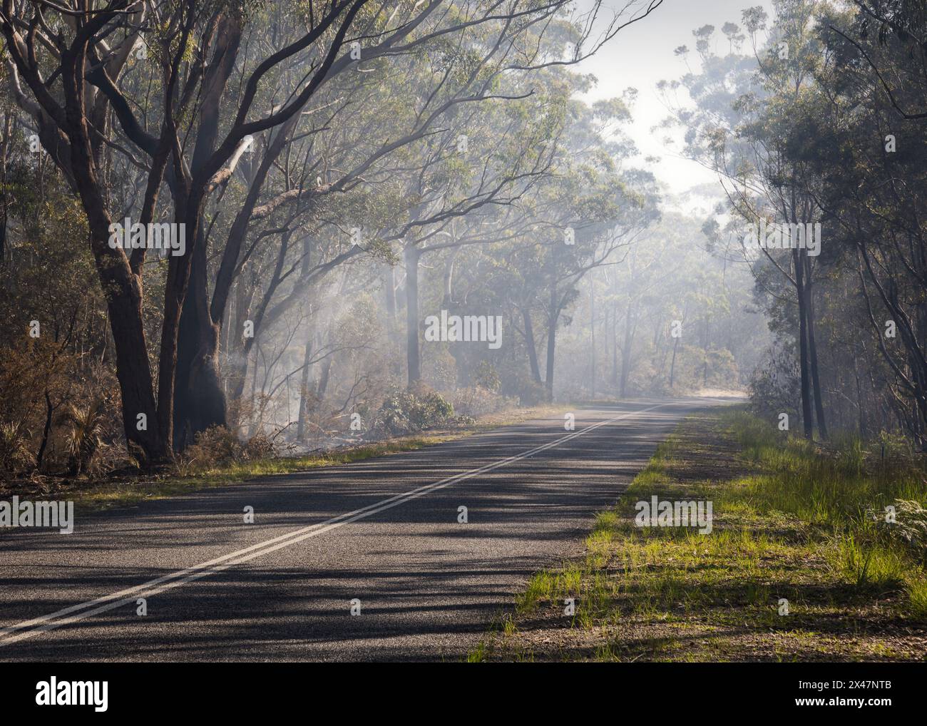 Smoke over road amongst trees during bush fire at Minnie Water on NSW ...
