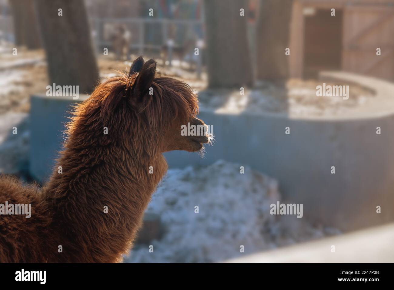 Llamas long neck hi-res stock photography and images - Alamy