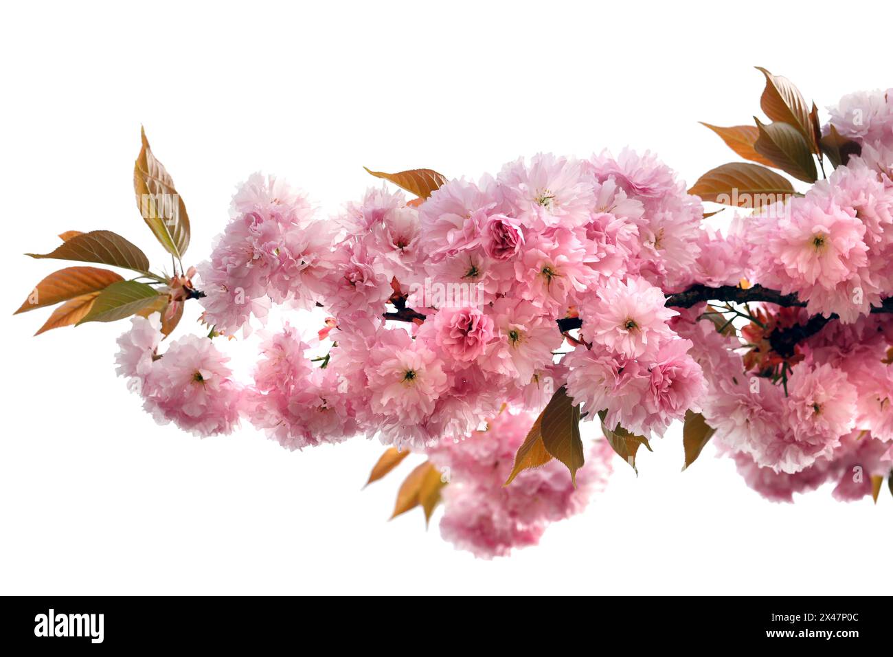 branch of a japanese clove cherry tree, prunus serrulata isolated on ...