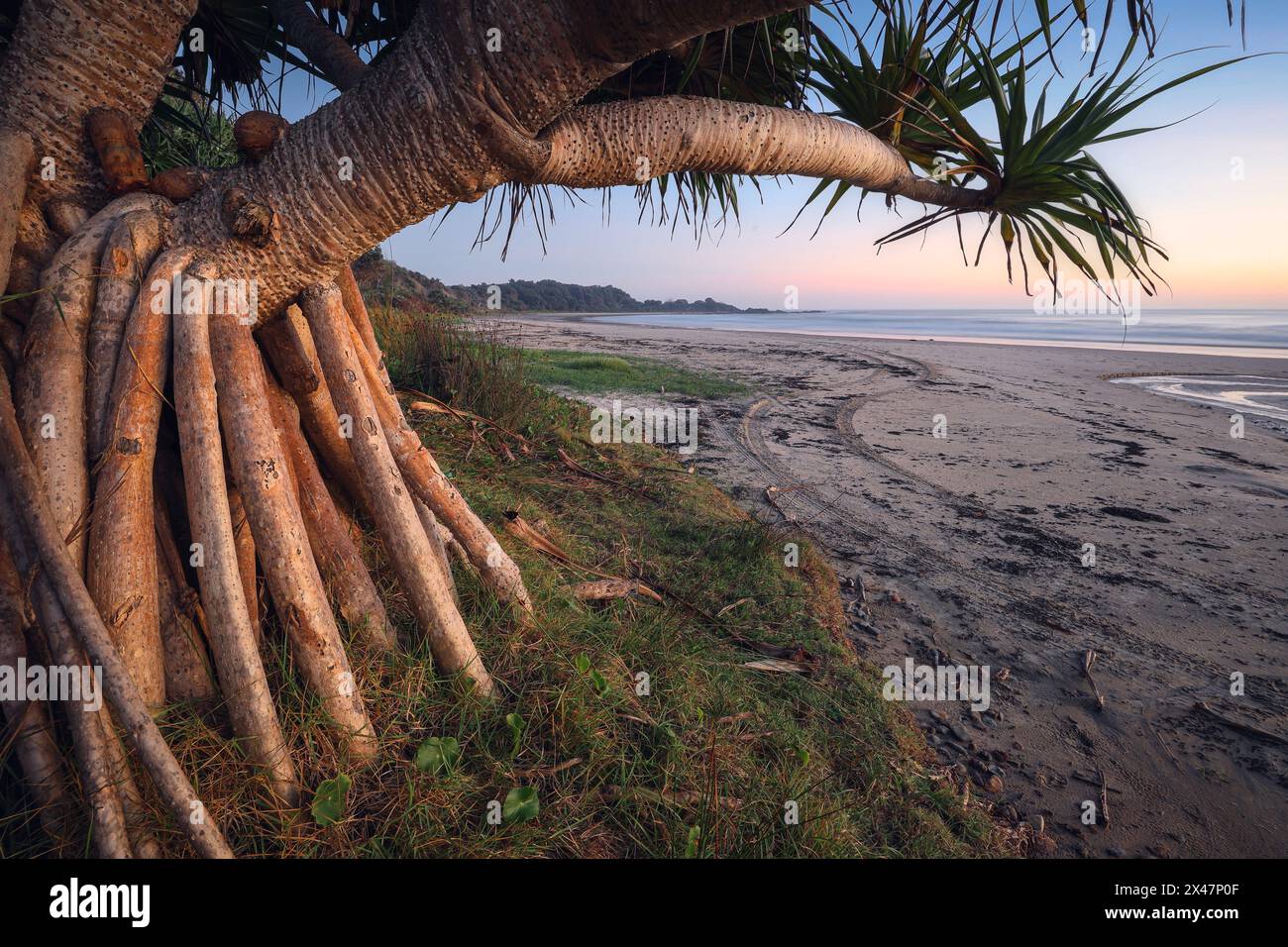 Banyan tree near creek and sand on beach at Minnie Water NSW Australia ...