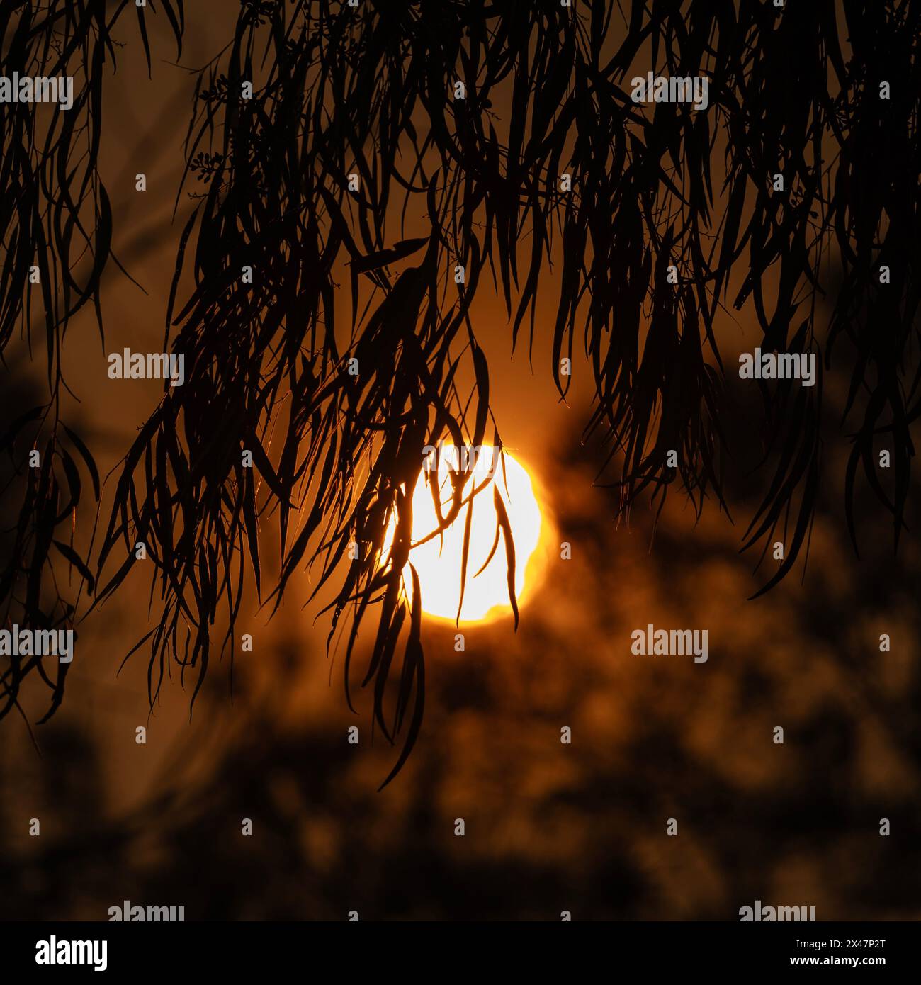 sun in red sky behind tree leaves with smokey sky during australian ...