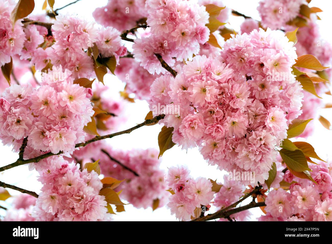 japanese clove cherry tree flowers background, prunus serrulata ...