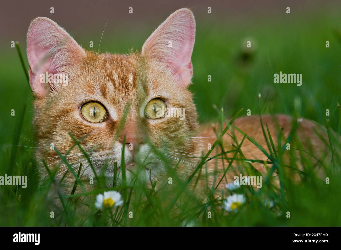 Close-up portrait of domestic red-haired cat with big yellow eyes ...