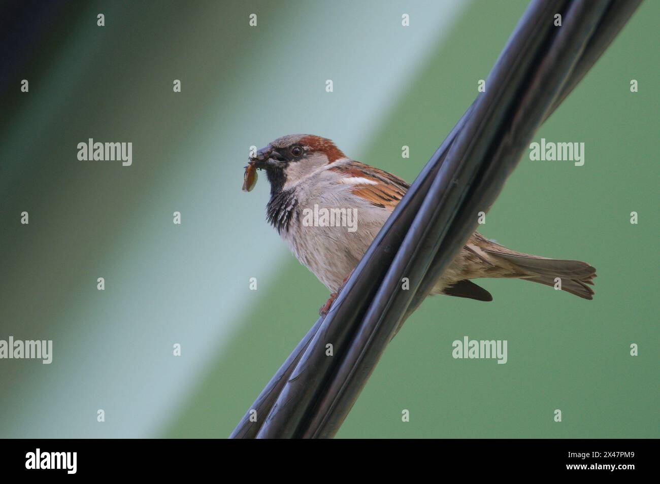Passer domesticus aka house sparrow in his habitat in residential area ...