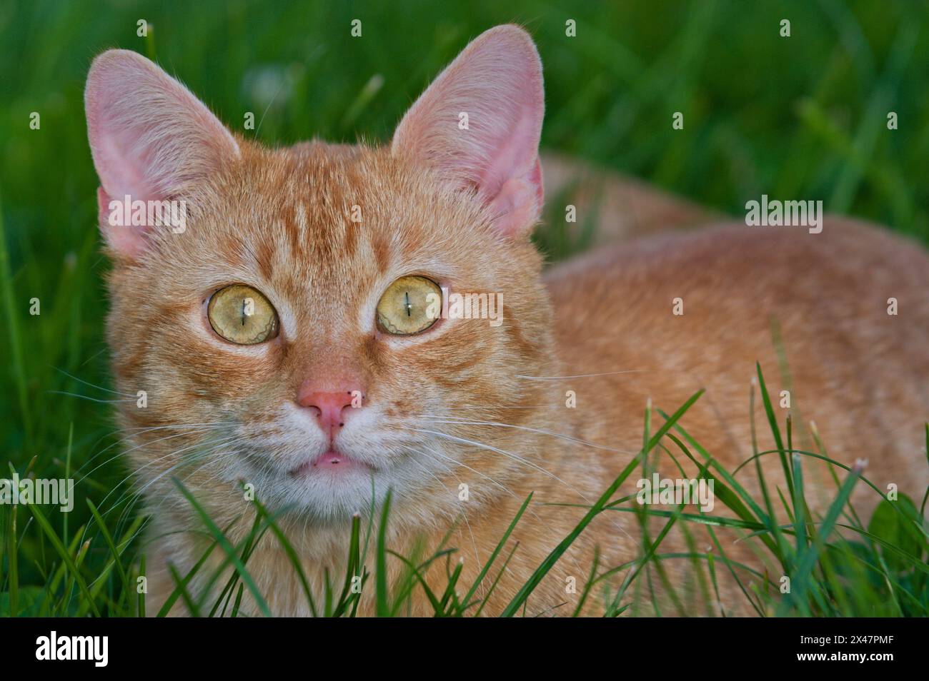 Close-up portrait of domestic red-haired cat with big yellow eyes ...