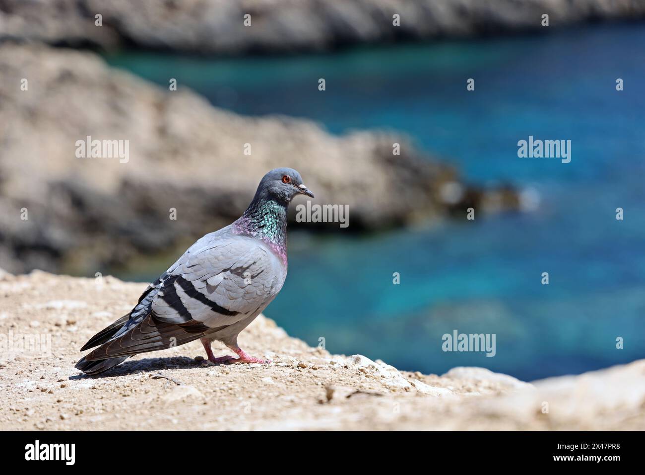 Rock pigeon, Columba livia, looking out on a cliff by the sea, wild ...
