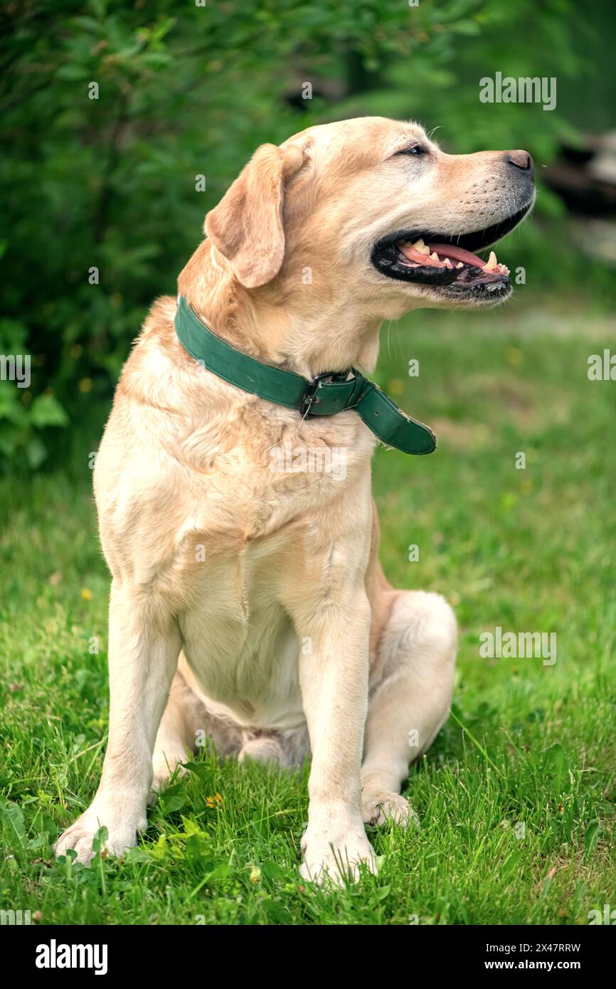 Beautiful thoroughbred dog yellow labrador on the grass outdoors Stock ...