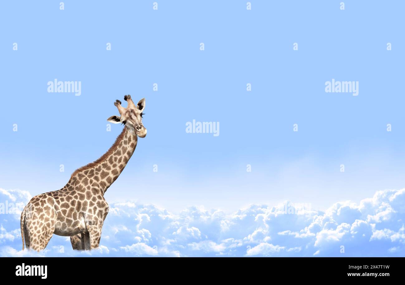 Cute curiosity giraffe on sky landscape background. The giraffe looks ...