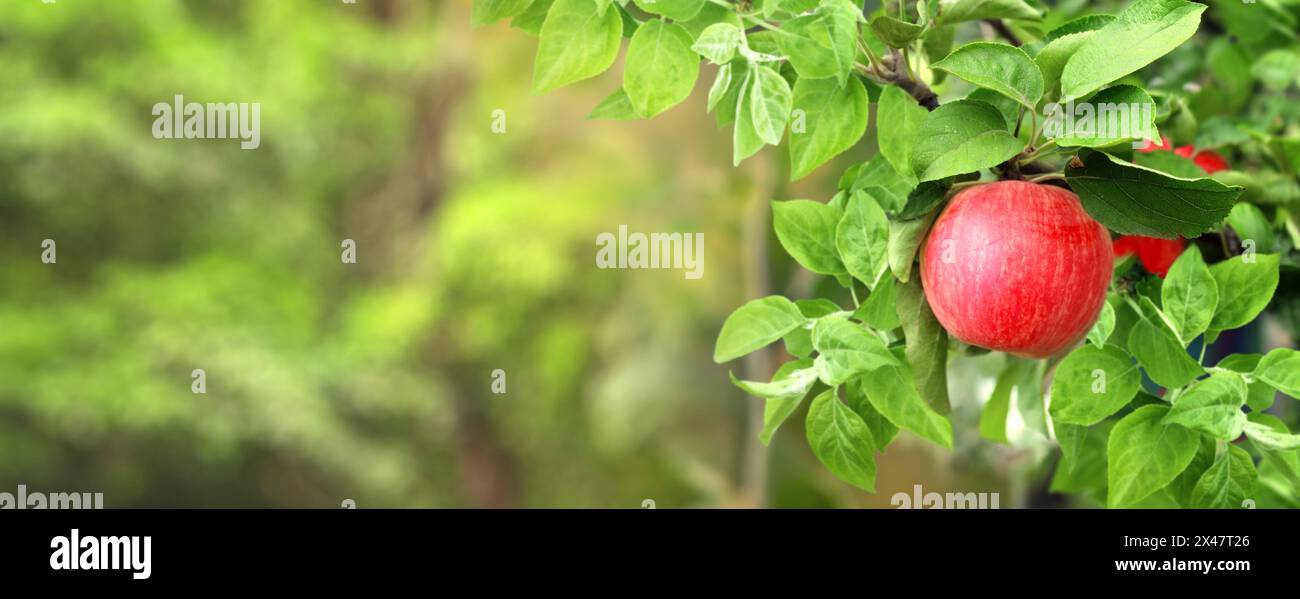 Horizontal banner with apple tree on morning sunny background. Ripe red apples hanging from a ...