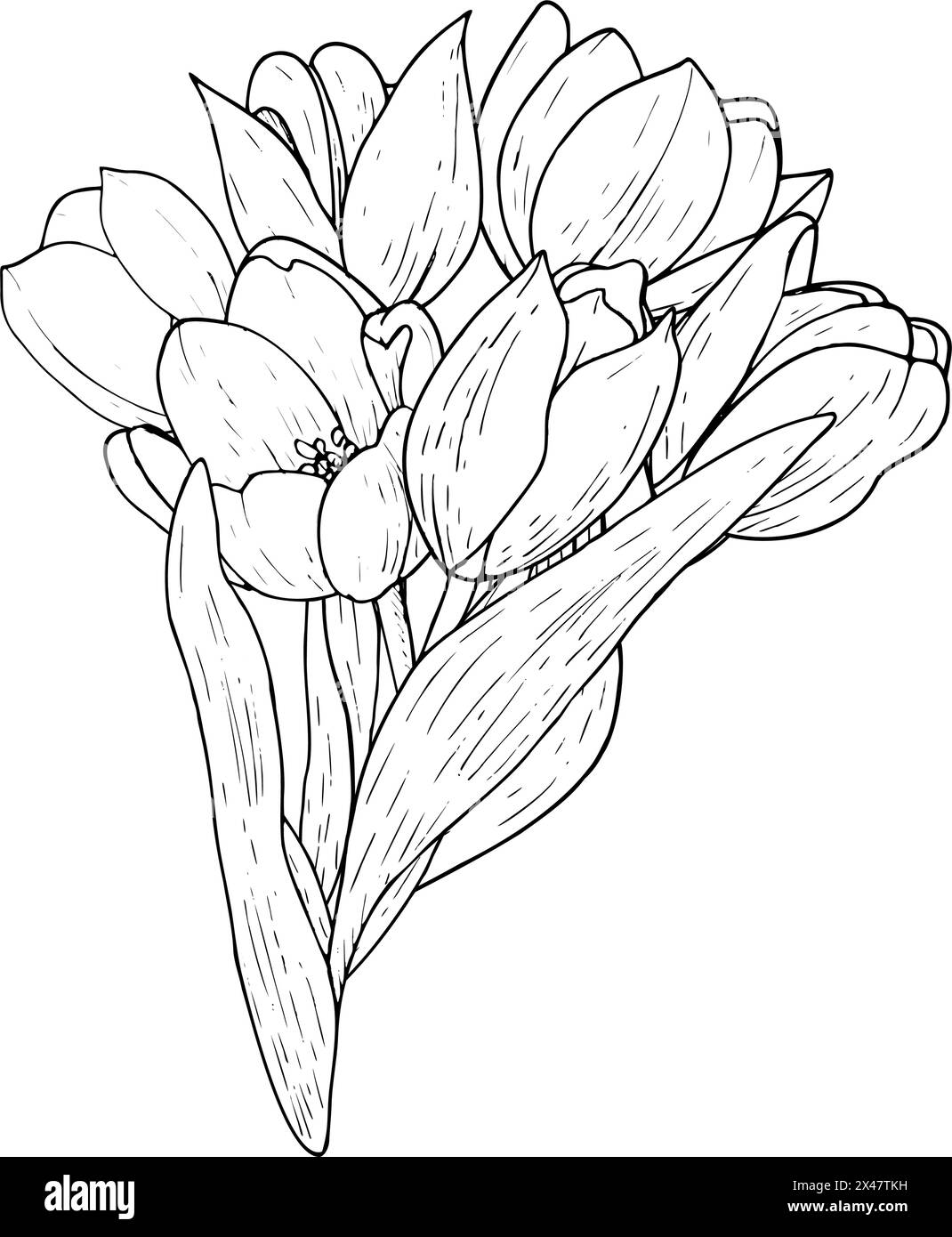 Tulip flower bouquet vector illustration. Curved leaves bulb head black ...