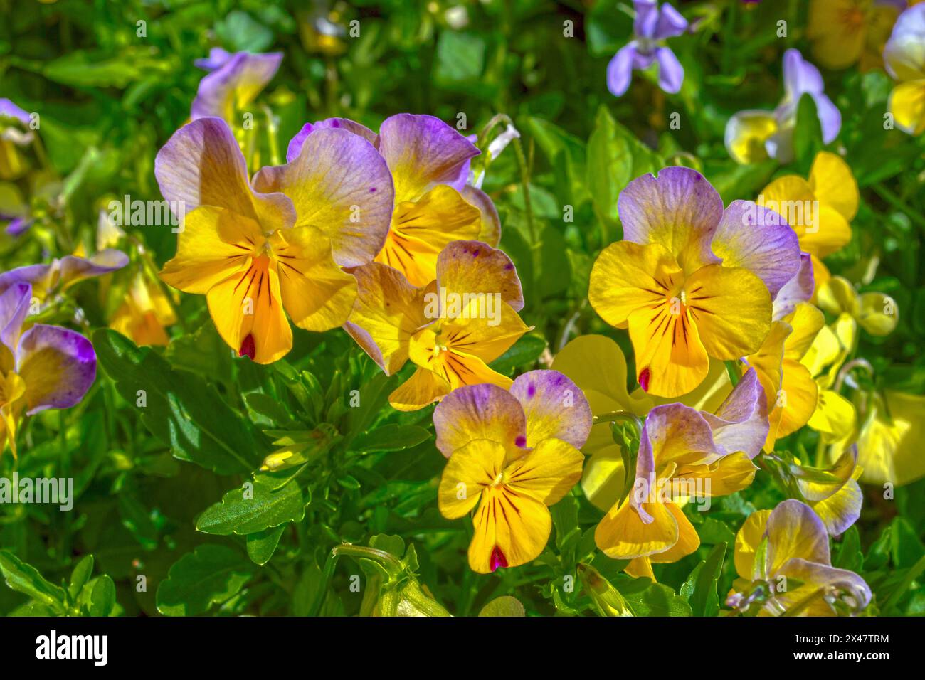 Garden of pansies hi-res stock photography and images - Alamy
