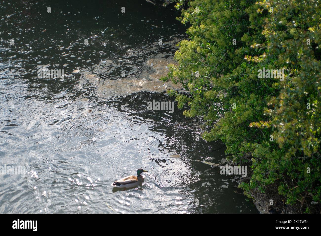 Windsor, UK. 29th April, 2024. Sewage floats on the River Thames in ...