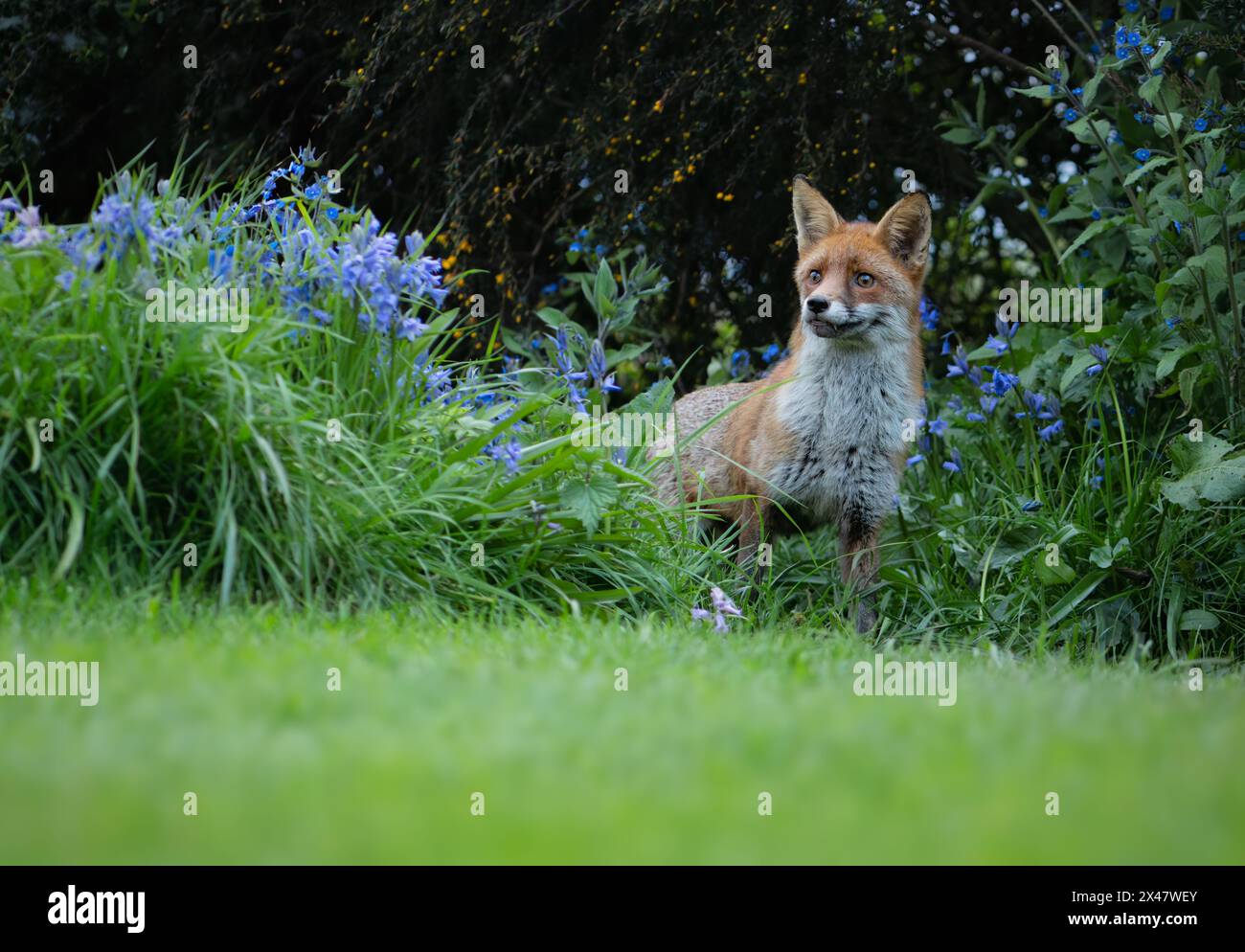 Female fox uk hi-res stock photography and images - Alamy
