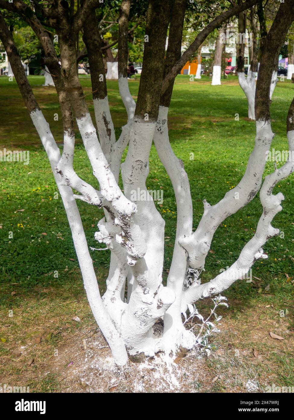Trees in a whitewashed arch. protection against temperature changes ...