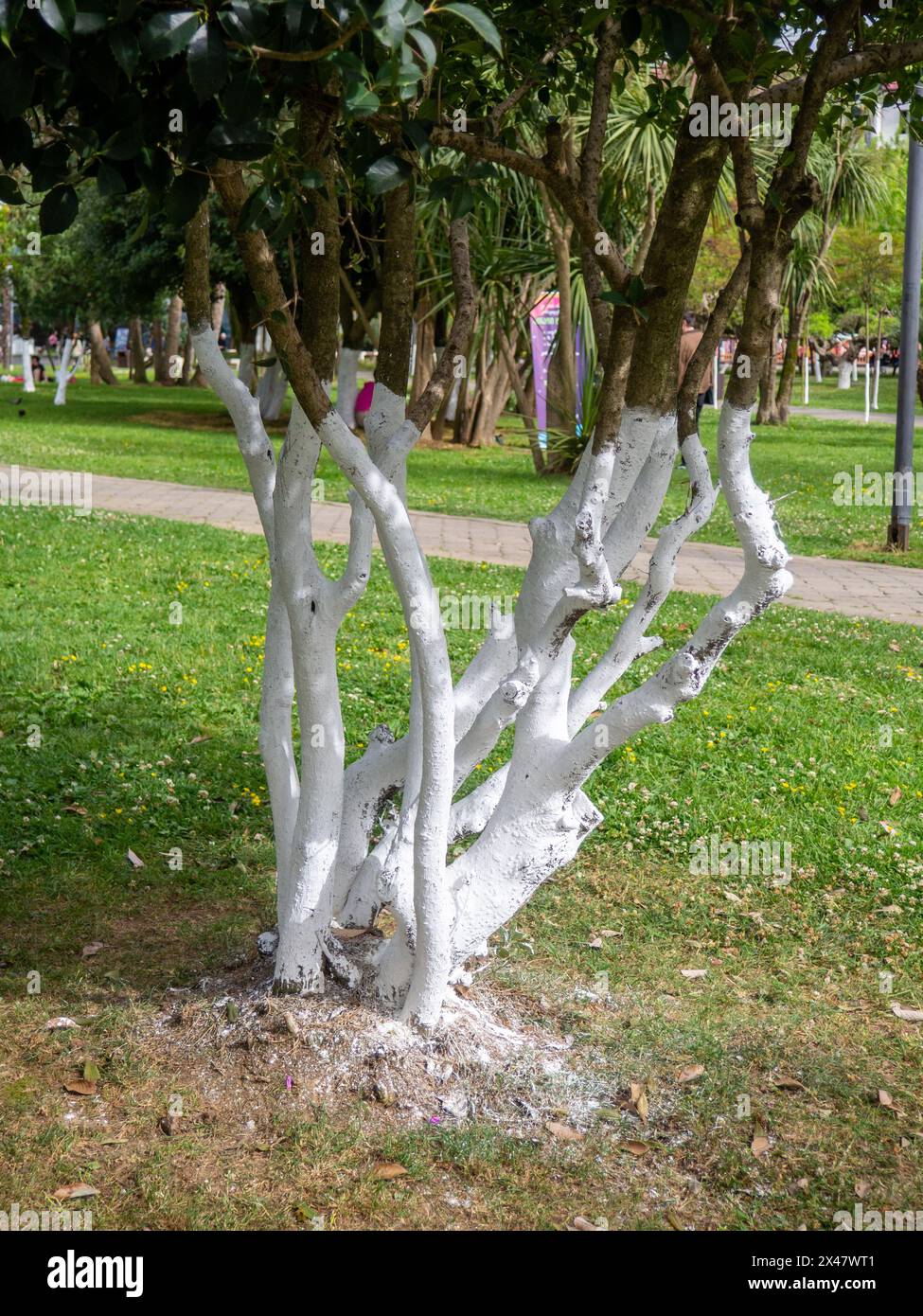 Trees in a whitewashed arch. protection against temperature changes ...