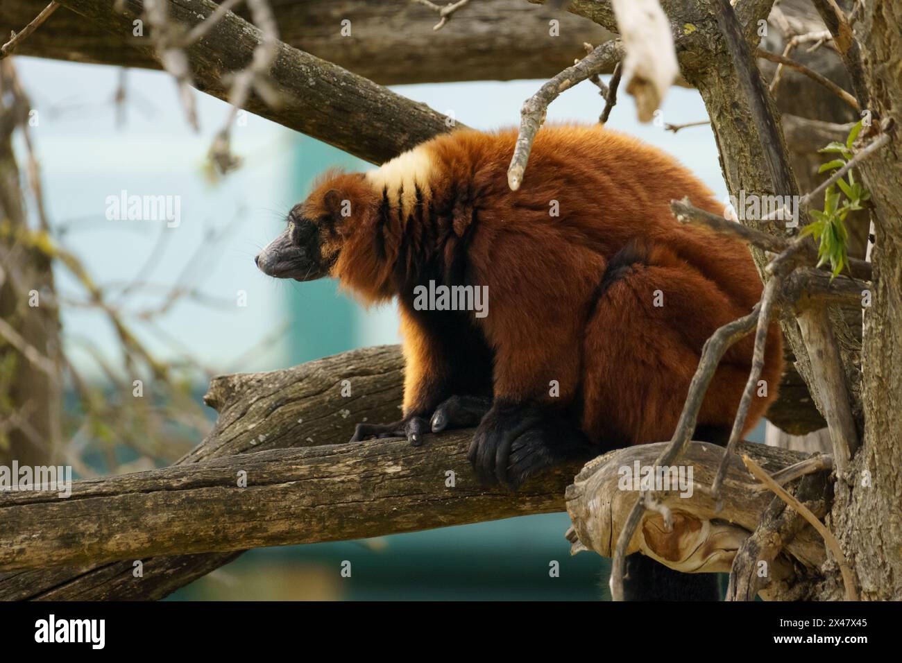 Close up of a Red ruffed lemur (Varecia rubra), native to Madagascar ...