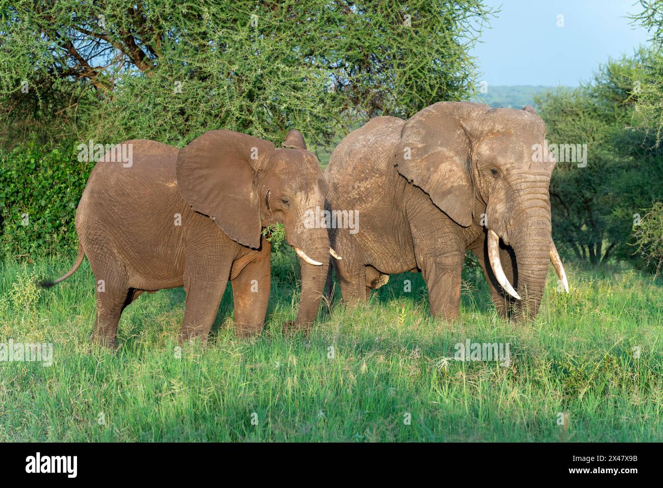 Africa, Tanzania, African bush elephant. A female stands next to the ...
