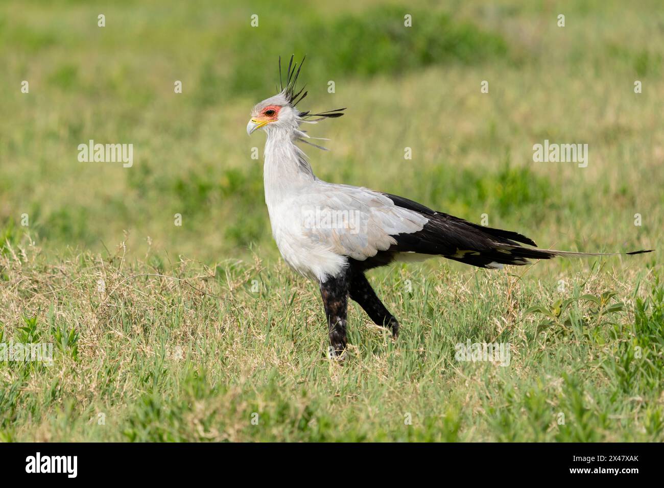 Africa, Tanzania. Portrait of a secretary bird Stock Photo - Alamy