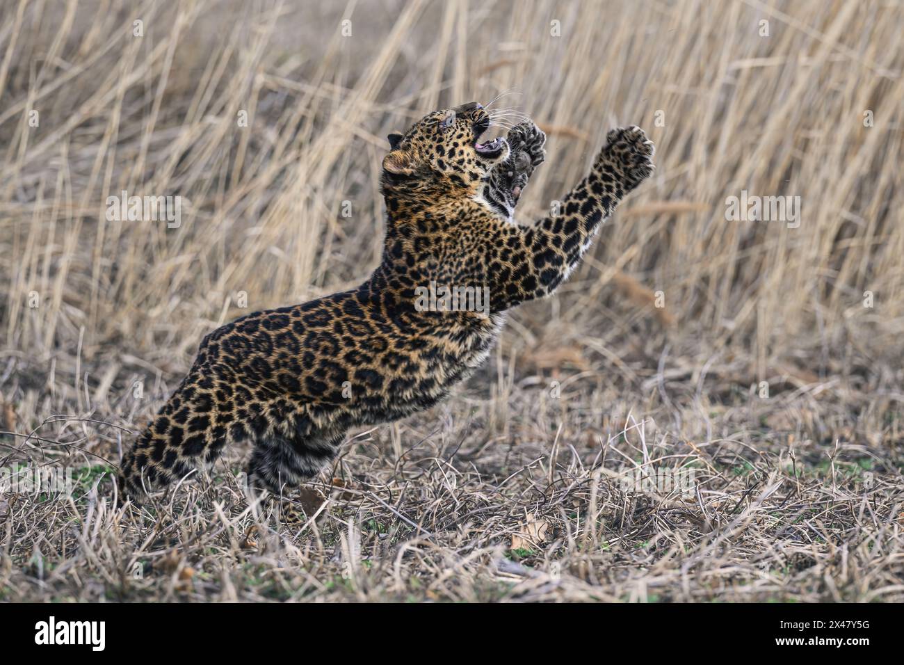 A spotted leopard cub lies and observes the surroundings Stock Photo ...