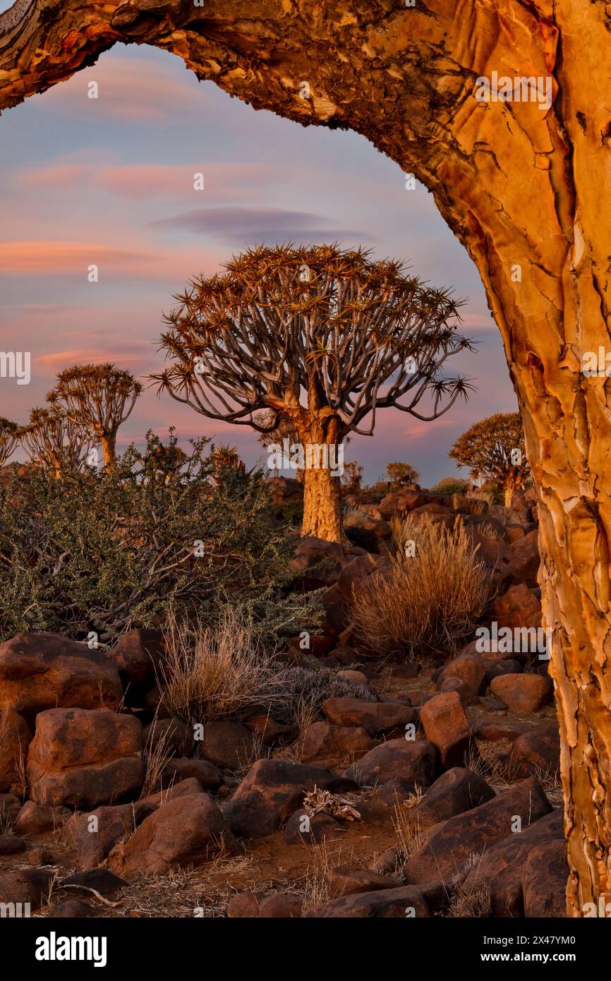Africa, Namibia, Keetmanshoop. Quiver trees Stock Photo - Alamy