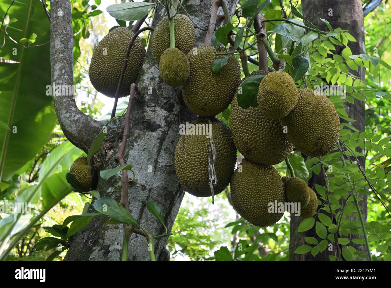 A cluster of jackfruits hanging from the stem of a jack tree stem ...