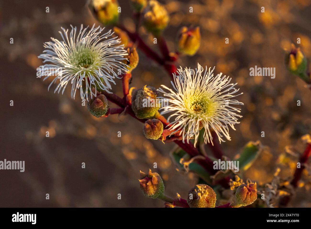 Flowering desert plant hi-res stock photography and images - Alamy
