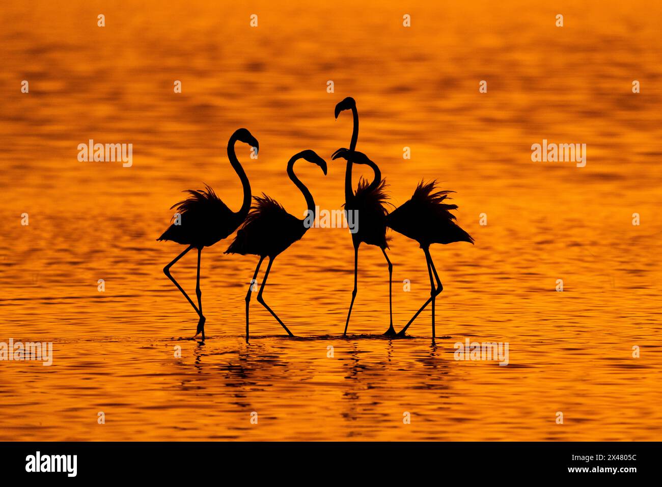 Africa, Tanzania. Four greater flamingo interact in the orange morning ...