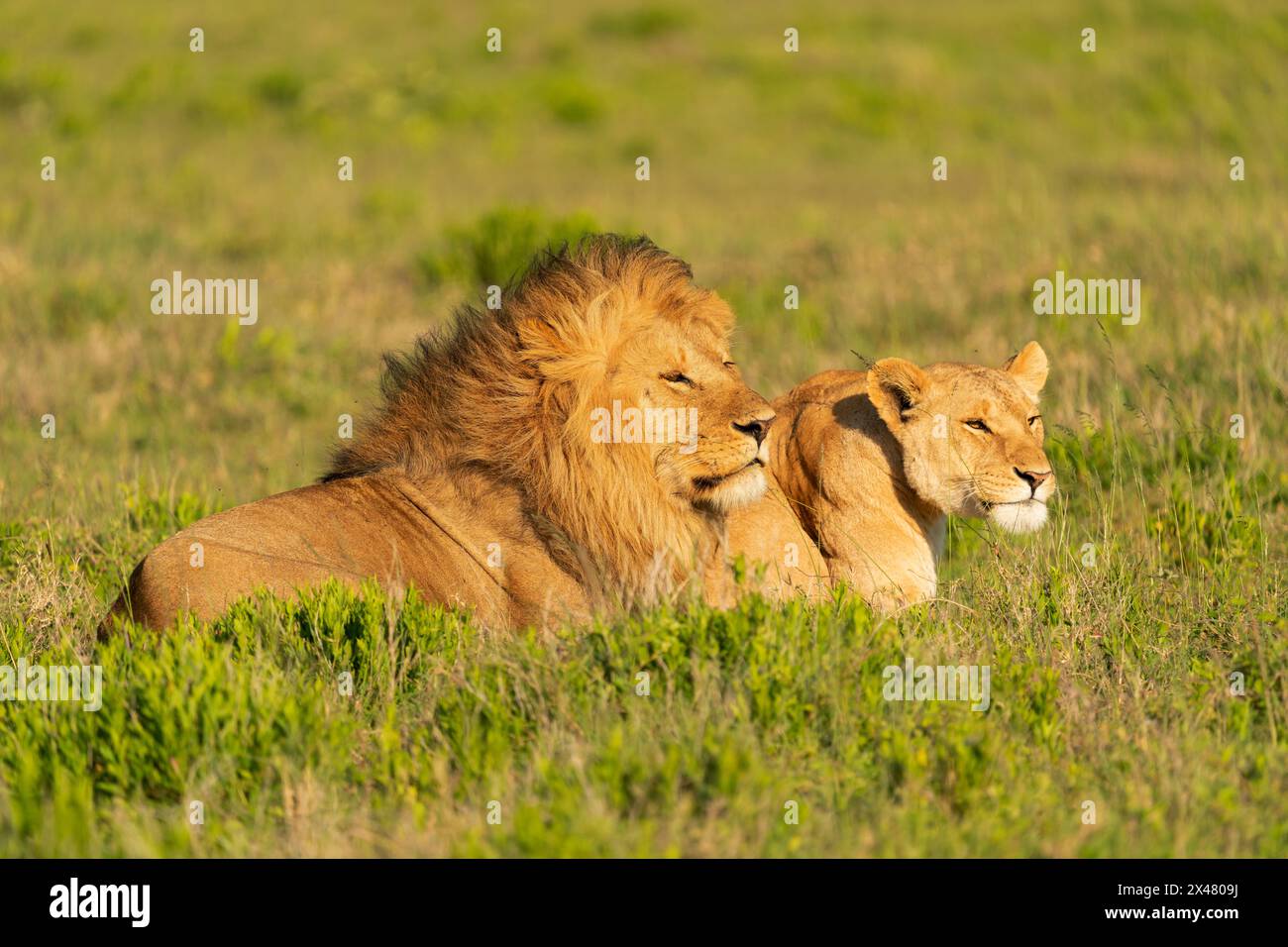 Africa, Tanzania. A male Lion and a Lioness rest together in the short ...