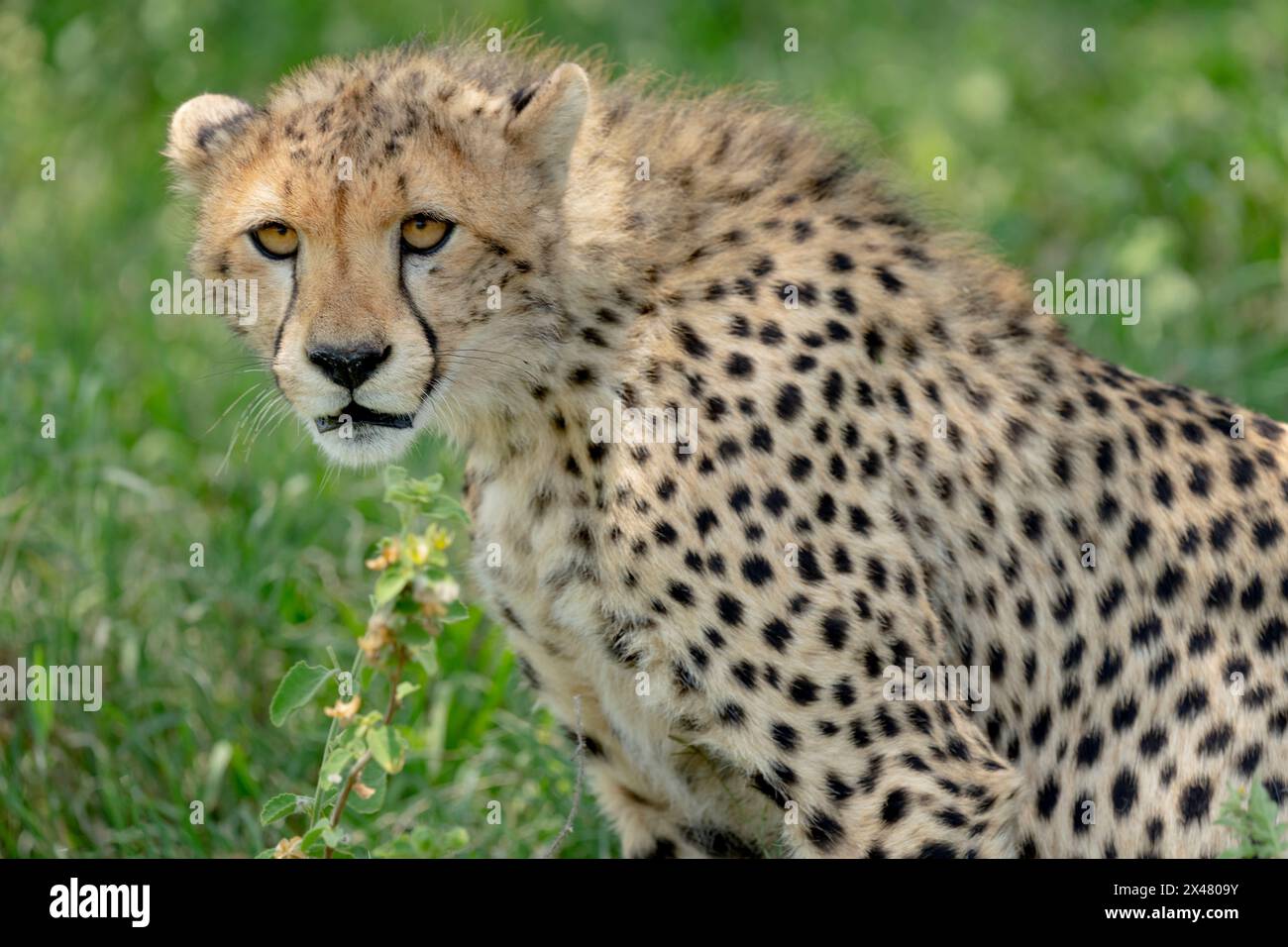 Africa, Tanzania cheetah. Headshot of a cheetah resting in the shade ...
