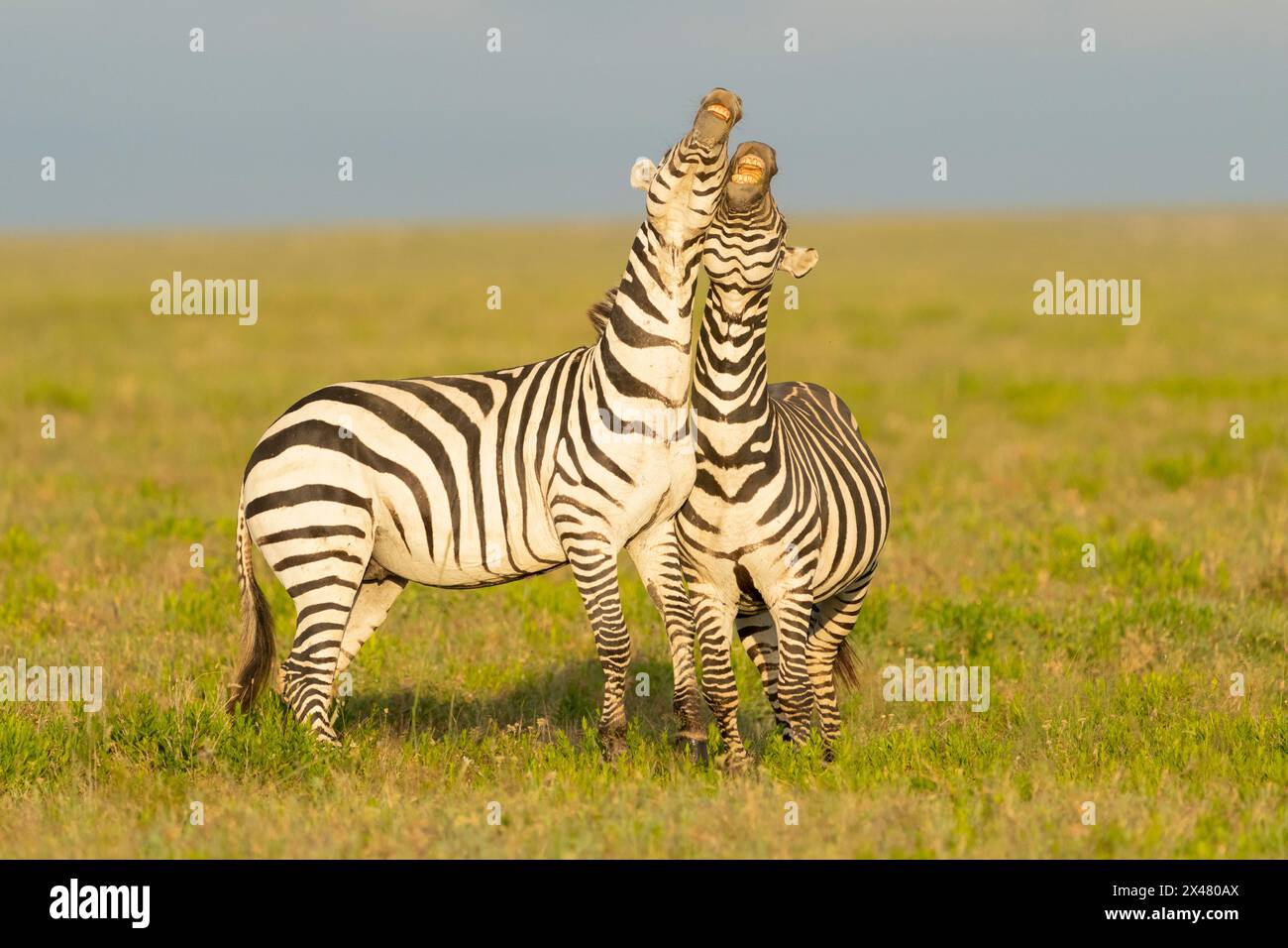 Africa, Tanzania. Two Zebra jostle one another and play Stock Photo - Alamy
