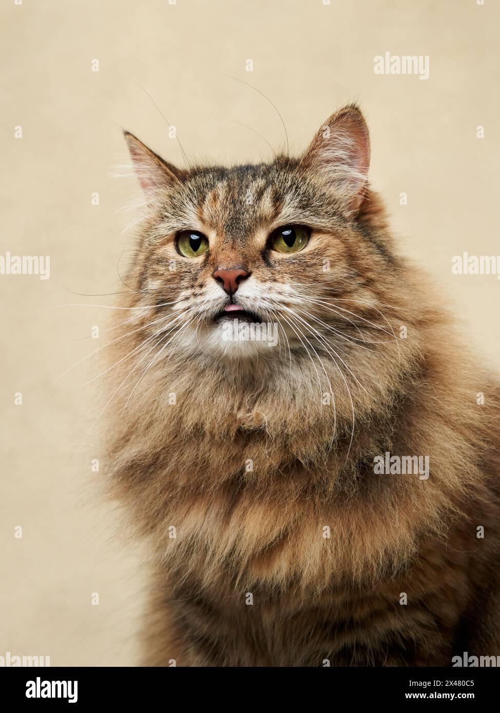 An attentive long-haired tabby cat gazes upward, its fur a mix of earth ...