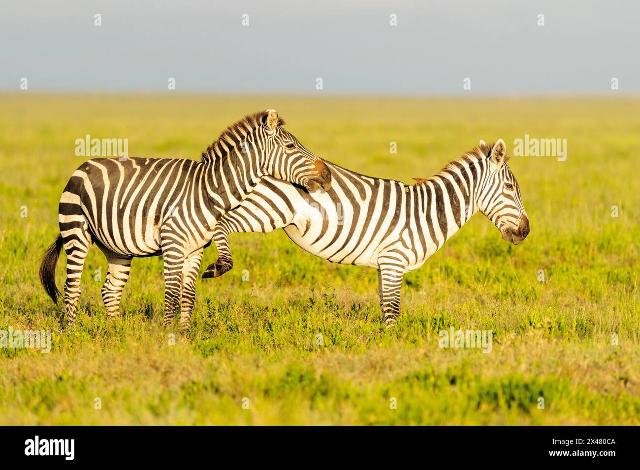 Africa, Tanzania. Two Zebra jostle and play fight Stock Photo - Alamy