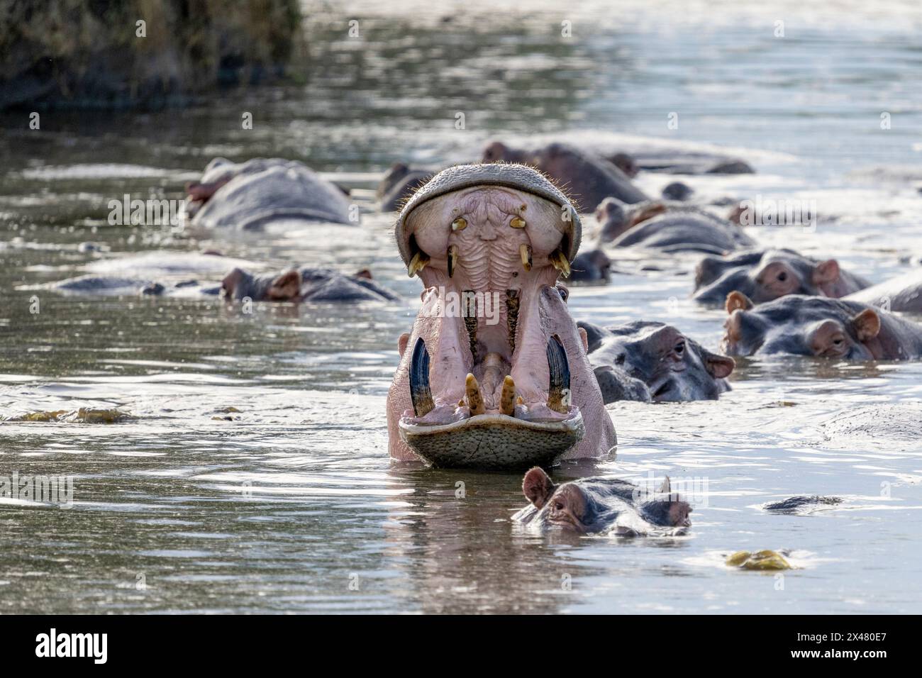 Africa, Tanzania. Hippos yawn to show their teeth Stock Photo - Alamy