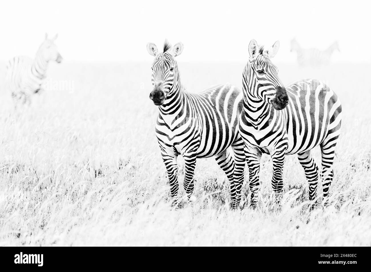 Portrait of zebra hi-res stock photography and images - Alamy