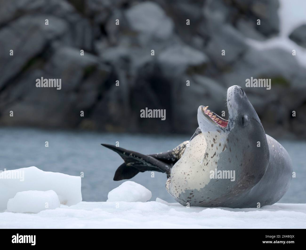 Leopard seal ice floe teeth hi-res stock photography and images - Alamy