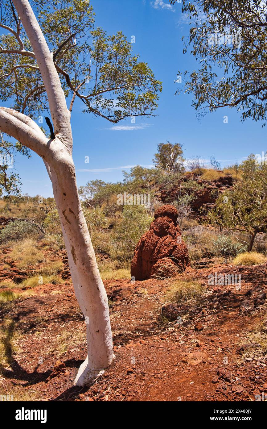 Gum tree, desert vegetation and a large termite mound in the Western ...