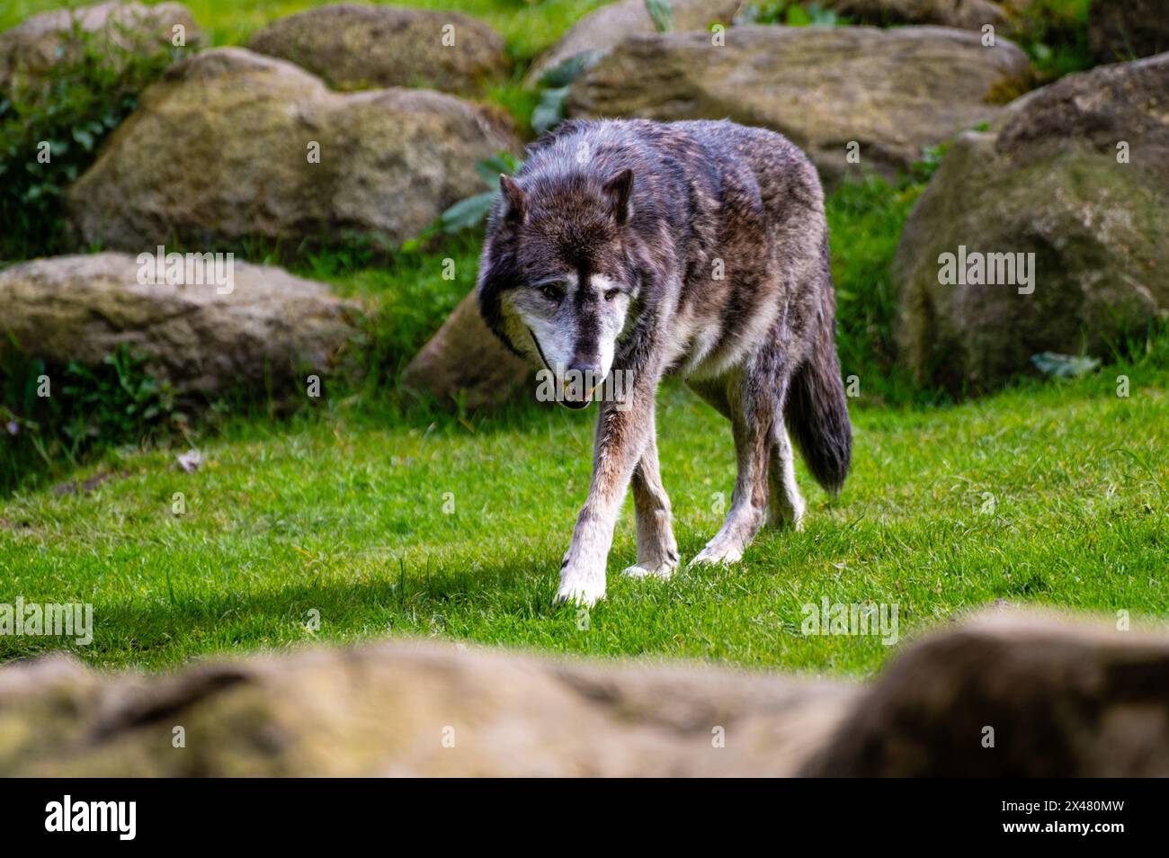 A timber wolf walks through the grass Stock Photo - Alamy